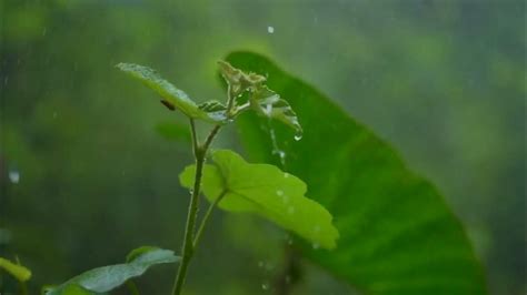 마음을 달래는 최상의 빗소리 비오는소리asmr 울창한 대나무 숲에 내리는 빗소리 Rain Sound Gentle 10