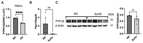 Ptpn1 Deficiency Modulates Bmpr2 Signaling And Induces Endothelial