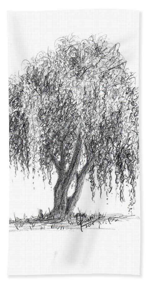 Weeping Willow Tree Sketch At Explore Collection Weeping Willow Tree Sketch At Explore Collection