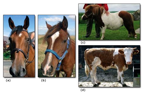 Evolution Artificial Selection And Domestication View As Single Page