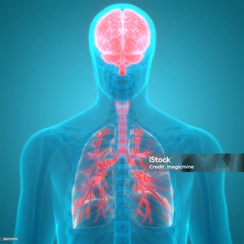 인간의 장기 폐와 두뇌 해부학 인간의 내장기관에 대한 스톡 사진 및 기타 이미지 인간의 내장기관 폐 해부학 Istock