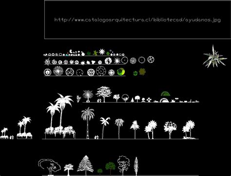 Blocks Palms DWG Block For AutoCAD Designs CAD