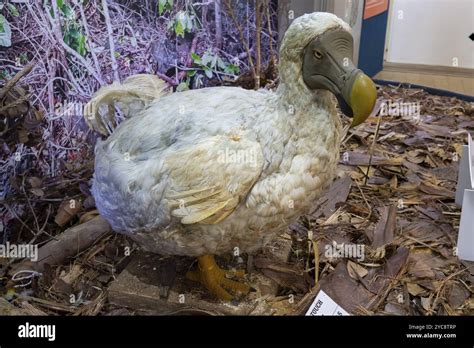 Dodo Or Drone More Rarely Doudo Or Dudu Raphus Cucullatus Extinct 17th Century National