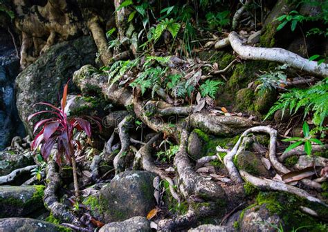 Tree Root Pattern Dark And Light Wood Roots Intermingling In A