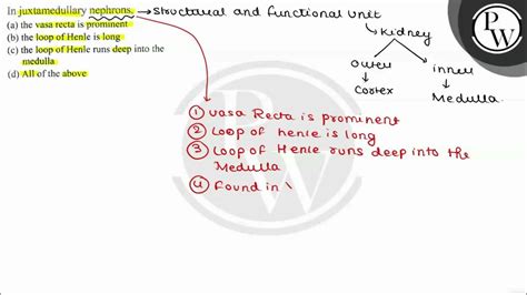 In Juxtamedullary Nephrons A The Vasa Recta Is Prominent B The