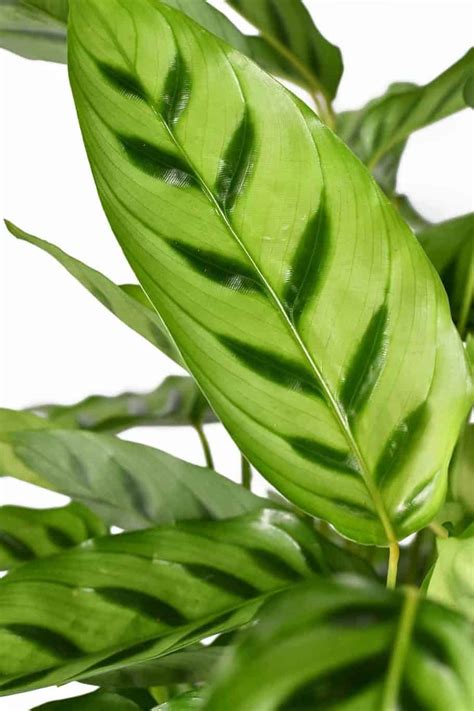 Calathea Leopardina Pflege - Standort, gießen und mehr