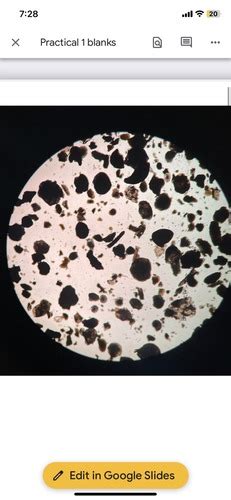 Bio Lab Practical One Flashcards Quizlet