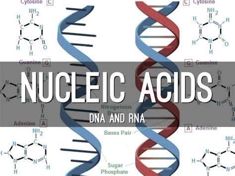 Nucleic Acids By Stephany Angel