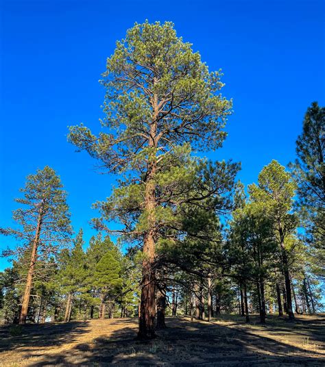 Walking Among Ponderosa Pines By Emese Réka Fromm