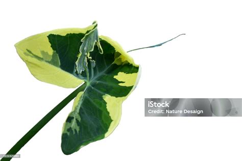 코끼리 귀 또는 타로 의 큰 하트 모양의 녹색 잎은 흰색 배경에 고립 된 열대 단풍 식물 클리핑 경로가 포함되어 있습니다 0명에 대한 스톡 사진 및 기타 이미지 Istock