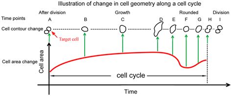 Illustration Of Temporal Changes In Cell Area And Cell Shape Along With Download Scientific