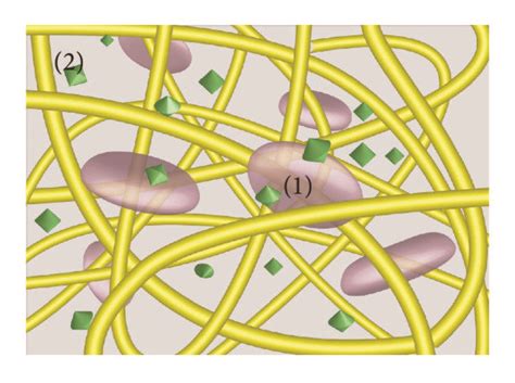Theoretical Computer Modeling Of A T Prp Gel A Theoretical Computer Download Scientific