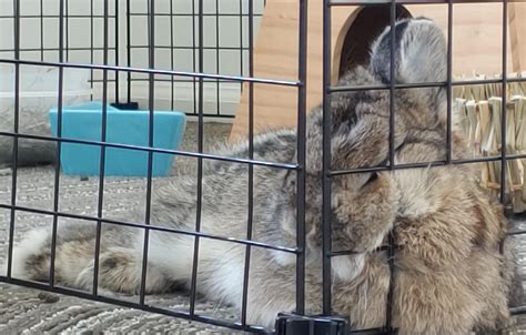 Lazy Labor Day R Rabbits