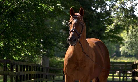 Riven Light The Latest Stakes Winner For Ravens Pass Europe