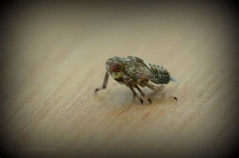 Bug Mutant Alien Mutant Animals Alien