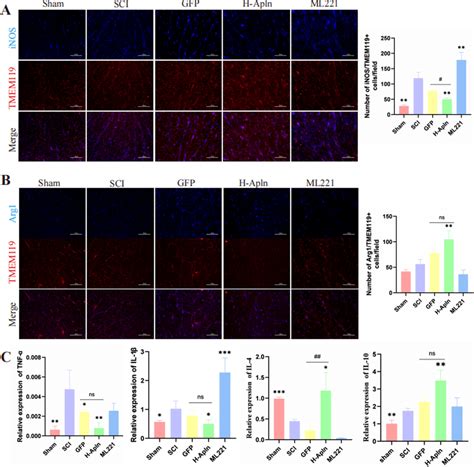 Transplantation Of Ipscs Regulated Microglia Polarization And