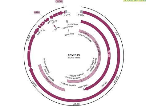 Solved Design Forward And Reverse Primers For The Pcr