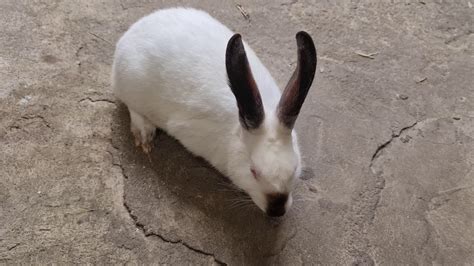 Rabbit Breed Classification Test Classification Dataset By Rabbit