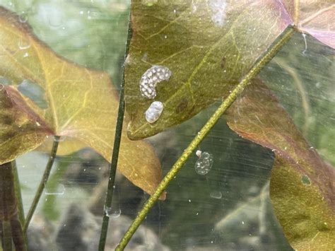 What Are These Clear Blobs They Move Very Slowly R Aquariums
