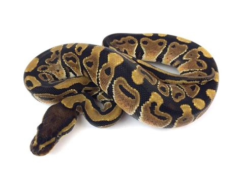 Normal Ball Python Traits Morphpedia Ball Python Ball Python Morphs Python