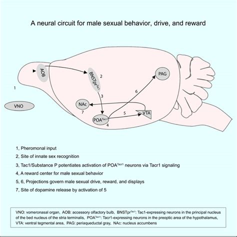 A Neural Circuit For Male Sexual Behavior And Reward Pmc A Neural Circuit For Male Sexual Behavior And Reward Pmc
