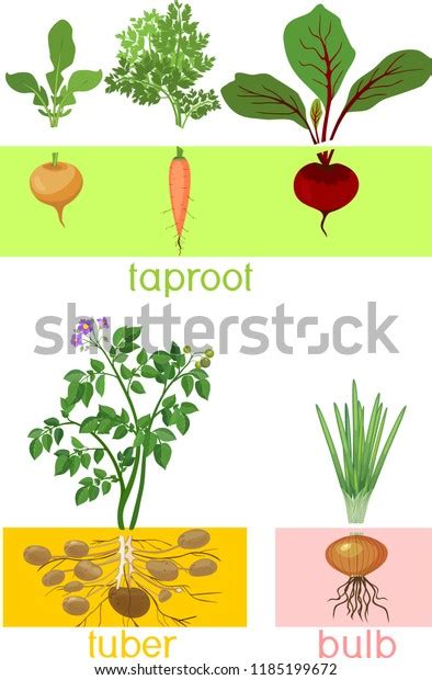 Three Different Types Root Vegetables Plants Stock Vector Royalty Free Shutterstock