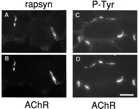 Colocalization Of Rapsyn And Phosphotyrosine With Achr Aggregates Download Scientific Diagram