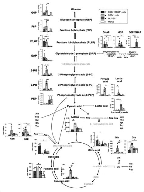 Central Metabolic Pathway Map And Comparative Visualization Of Involved Download Scientific