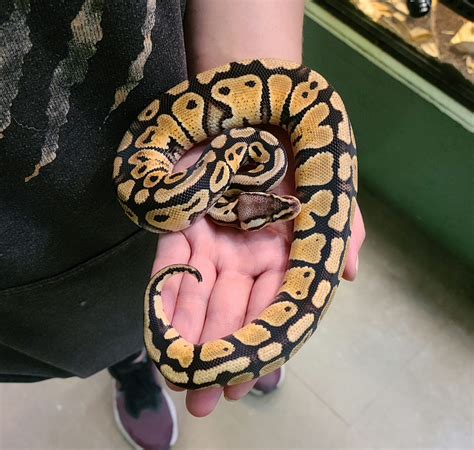 Python Regius Ball Python Pastel Fire 2022 Ball Python