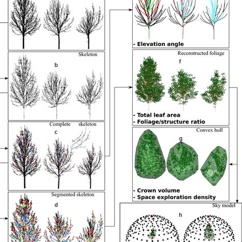 tls data processing and extracted metrics a tree skeleton b is