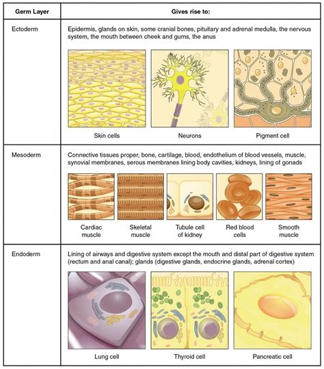 types of tissues in human body anatomy system human body anatomy