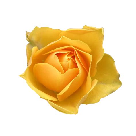 Yellow Rose Transparent Png