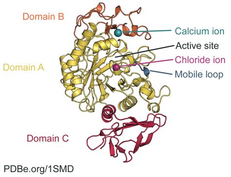 Salivary Amylase