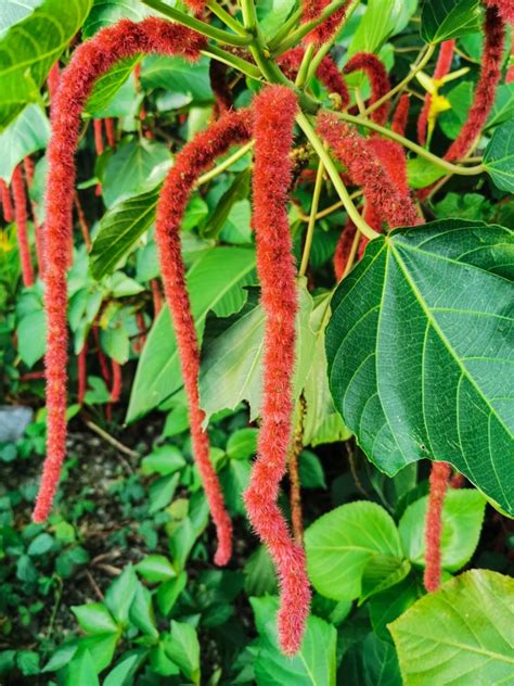 What Is A Chenille Plant At Ava Macnaghten Blog