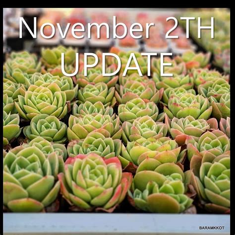 수암다육농장 꽃몽오리진 장미같은 모습의 이 아이는 기간티아 입니다 ⠀ 기간티아는 흔히 그라노비아 라고 알려진 그리노비아 기간티아로 더 많이 불립니다 그리노비아는