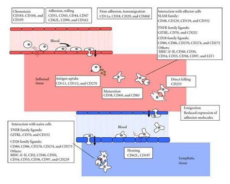 Proposed Model For The Plasmacytoid Dendritic Cell Pdc “life Cycle