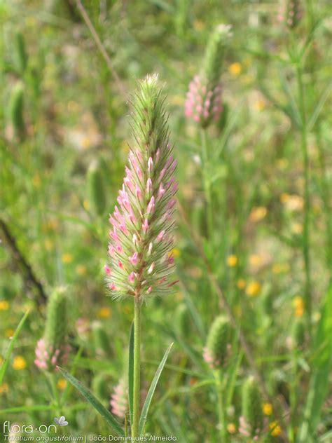 Trifolium angustifolium | Flora-On