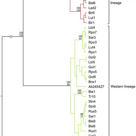 Bayesian Tree Computed With The Gtrig Model Of Sequence Evolution Download Scientific