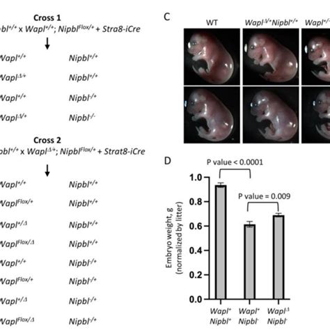 Generating Wapl Nipbl Double Heterozygotes Along With Wild Download Scientific Diagram