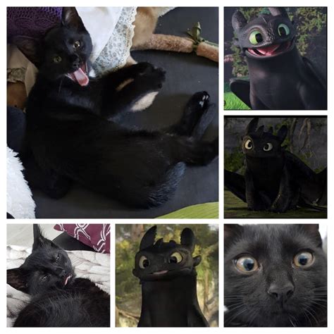 My Cat Vs Toothless Rhttyd