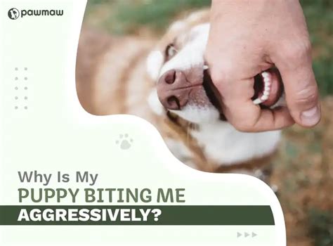 Reasons Why Dogs Chew On Wood And How To Stop It