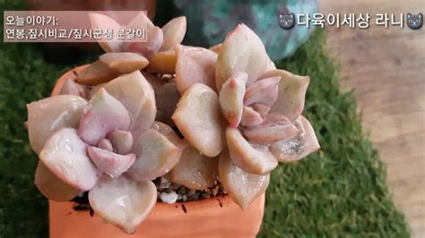 연봉짚시비교짚시군생분갈이succulent Plants다육이세상 라니 75 Youtube