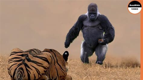 Tiger Vs Gorilla Real Fight