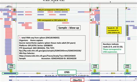 Analysis Of Human Spleen Total Rna Seq Shows Rna Reads That Precisely Download Scientific