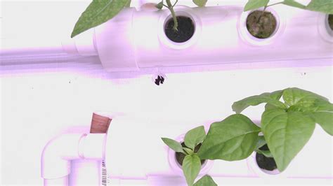 Plants Semantic Segmentation Dataset And Pre Trained Model By Test