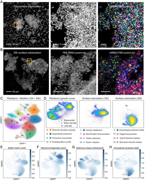Spatial Transcriptomics In P Aeruginosa Biofilms At A Single Cell