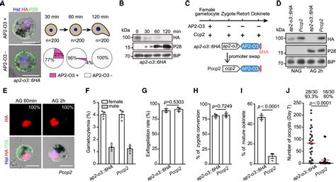 plasmodium transcription repressor ap2‐o3 regulates sex‐specific identity of gene expression in