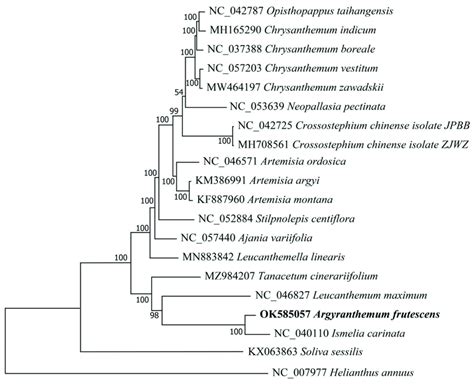 maximum likelihood ml tree of 19 species in different genera of