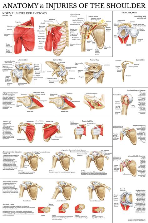 Shoulder Joint Anatomy