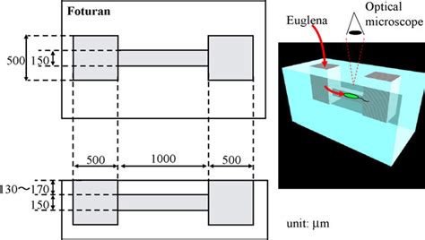 Schematic Illustrations Of A Microchip Fabricated For The Inspection Of Download Scientific